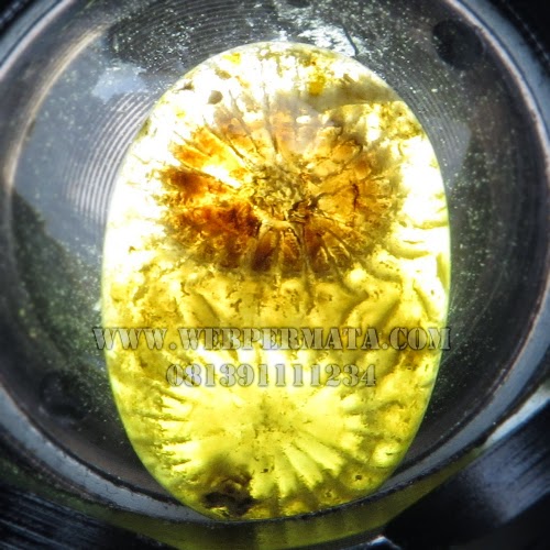 Merah Batu Permata: Batu Akik Teratai Asli