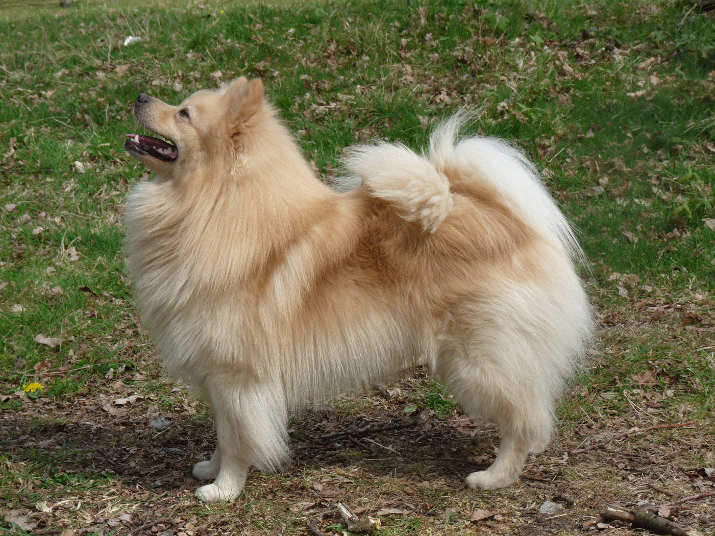 dog side stories: German Spitz Klein /Small ( Γερμανικό Σπιτς Μικρό)