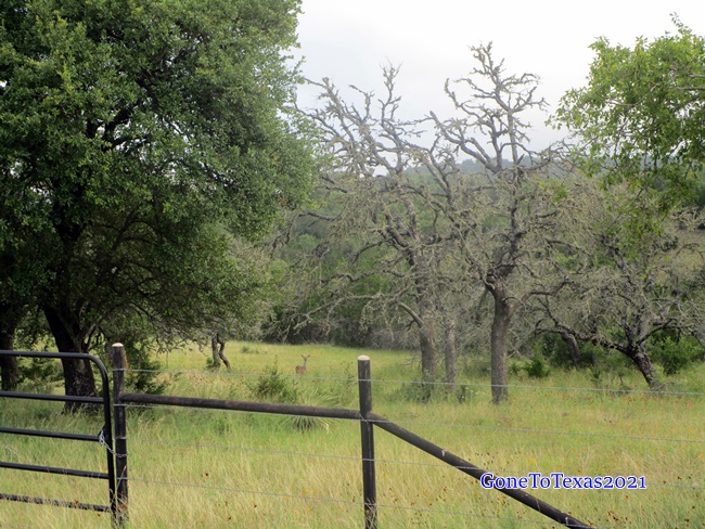 Gone To Texas: Karl Friedrich Eckert & Family