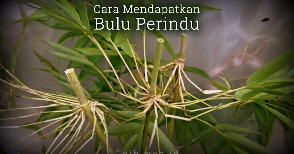 Cara Mendapatkan Bulu Perindu - Dunia Gaib dan Spiritual
