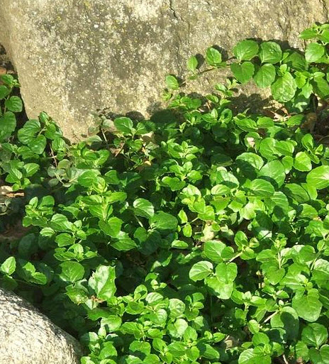 Sa crestem Menta Indiana | Plante de interior si nu numai