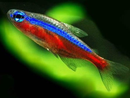 Ikan Hias Cardinal Tetra Terpopuler 2017 | Ikan Hias Terindah
