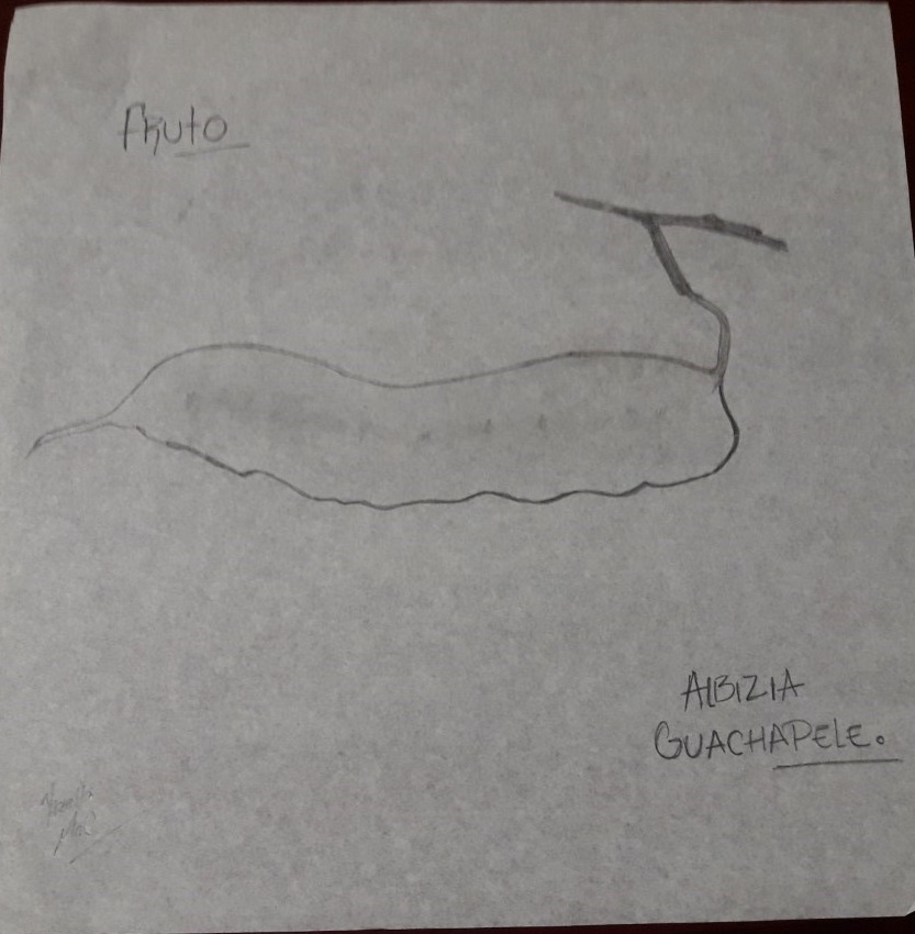 Guachapelí: DIBUJOS