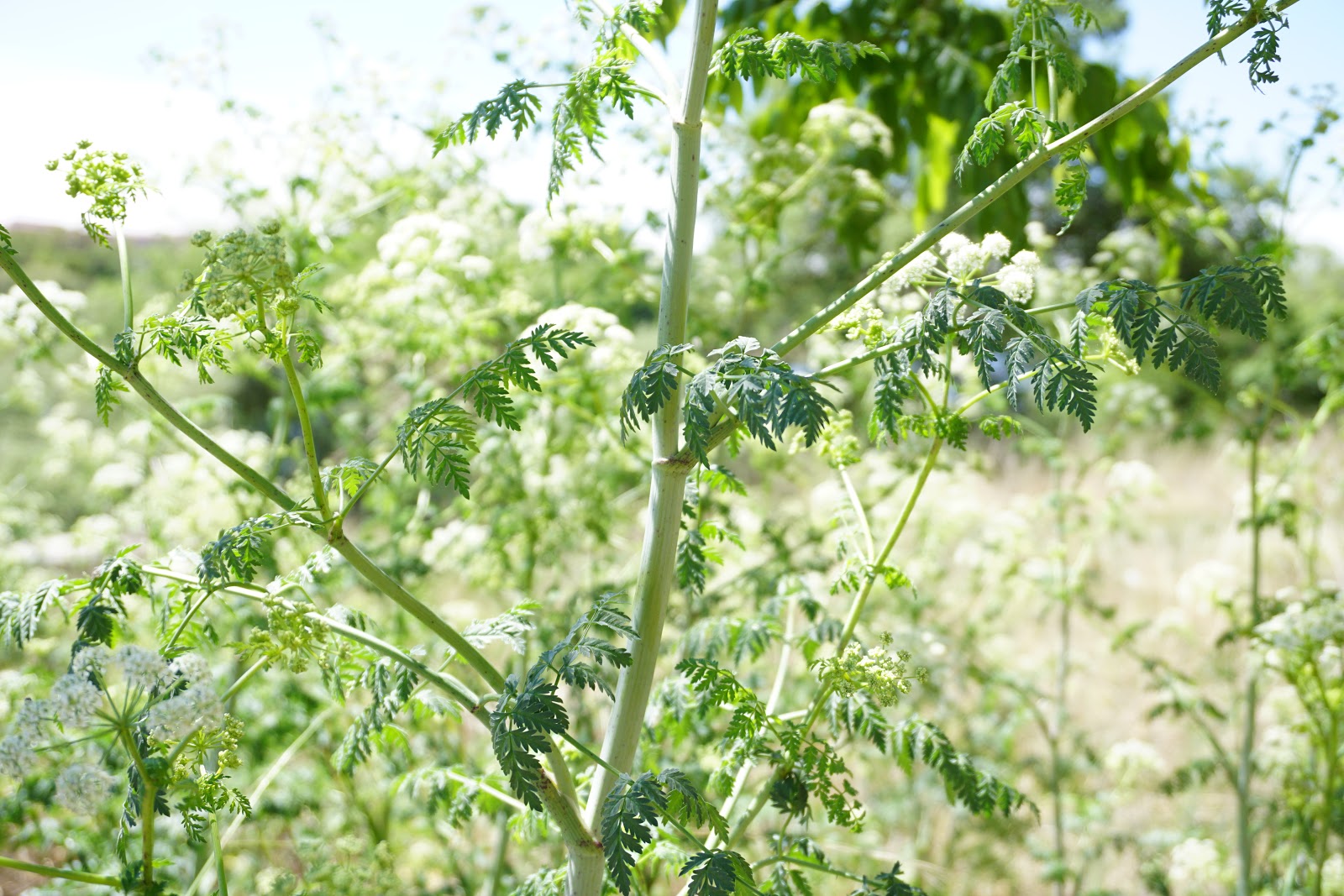 Plantas de Huerta Otea, Salamanca: Cicuta (Conium maculatum)