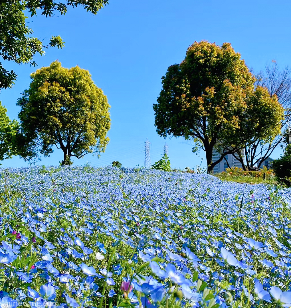 16Flowers photography skill tips，33 flower landscape, come to see my tips