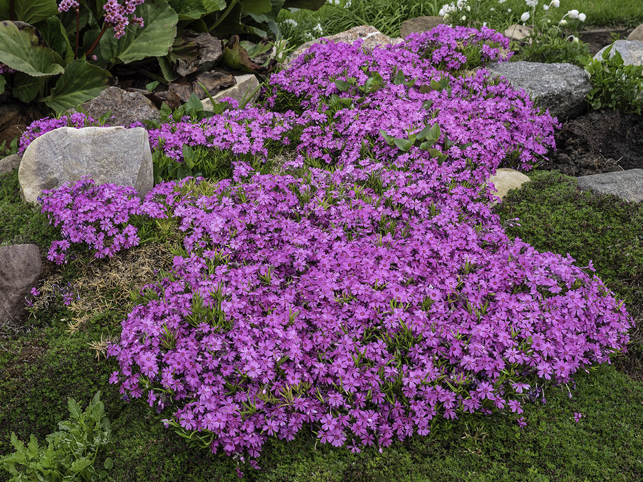 Jim Cox Photos: Flox