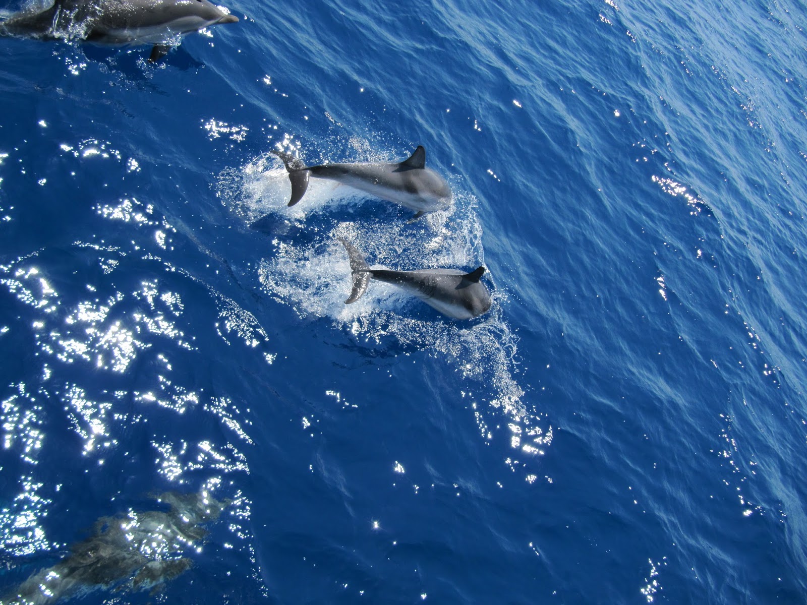 ENTRE DOS AZULES: DIONISOS Y LOS DELFINES