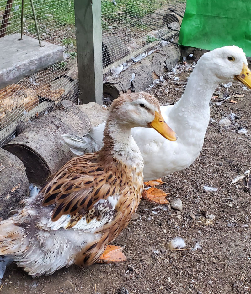 Ducks Molt Too! - Fresh Eggs Daily® with Lisa Steele