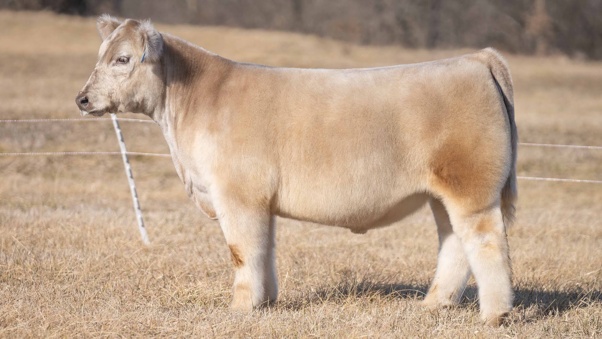 RCC Blog: BREMER SHOW CATTLE HOLDOVER STEER SALE!