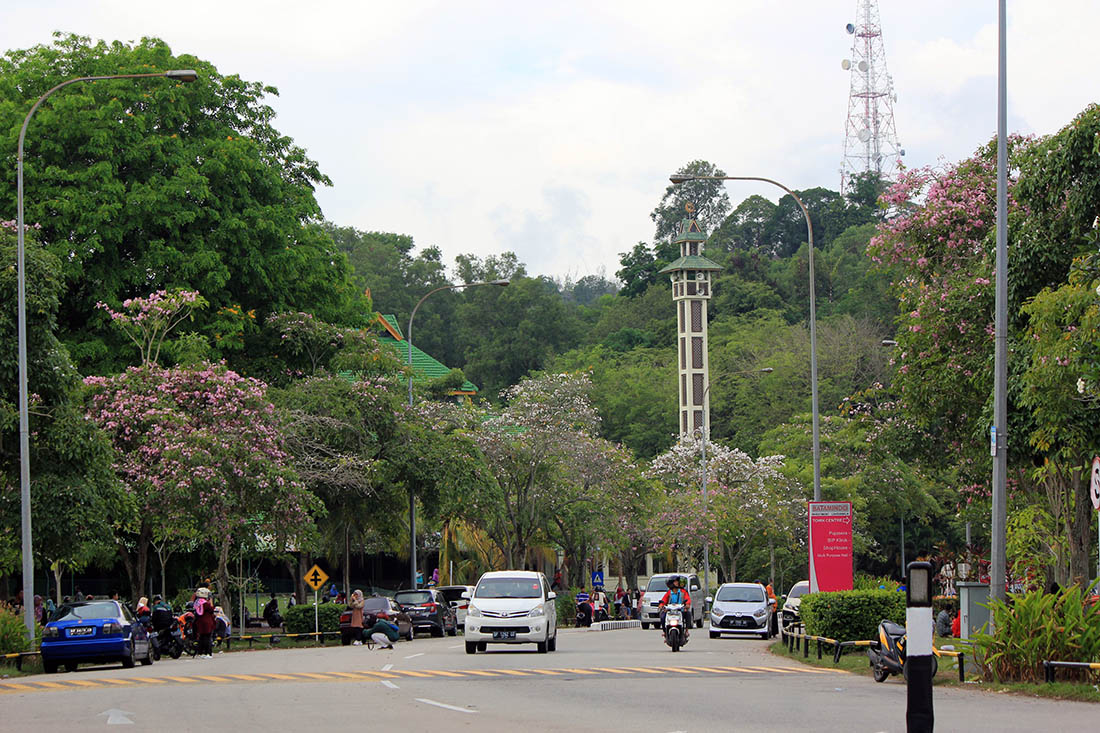 Mekarnya Bunga Sakura di Kawasan Industri Batamindo Muka Kuning Batam ...