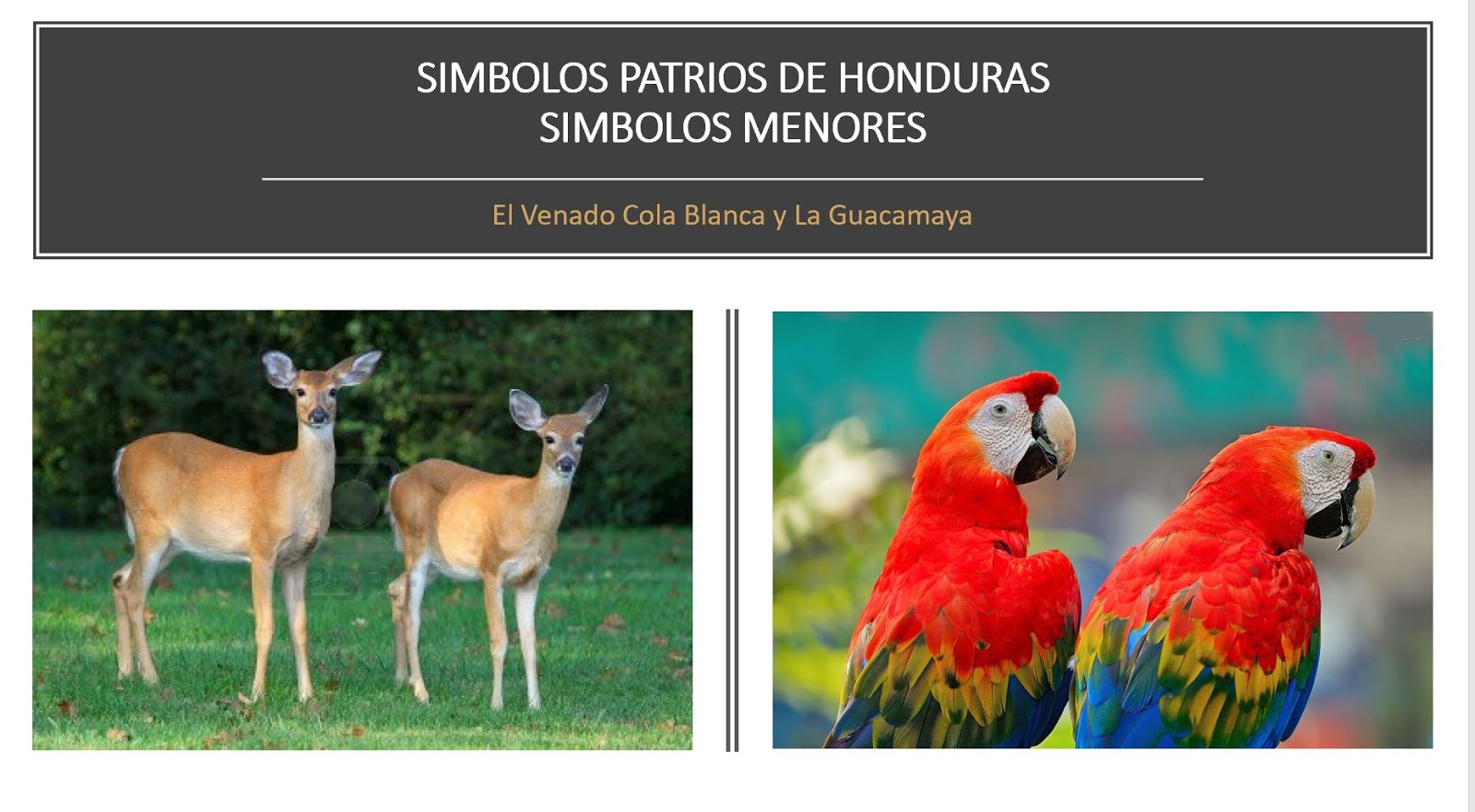 SIMBOLOS DE HONDURAS