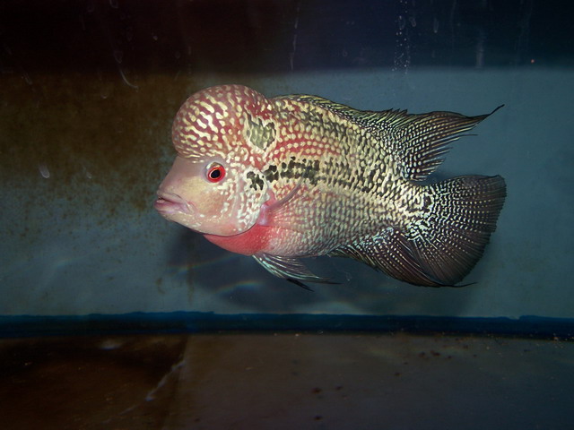 Flowerhorn The Hybrid Cichlids: King Kamfa