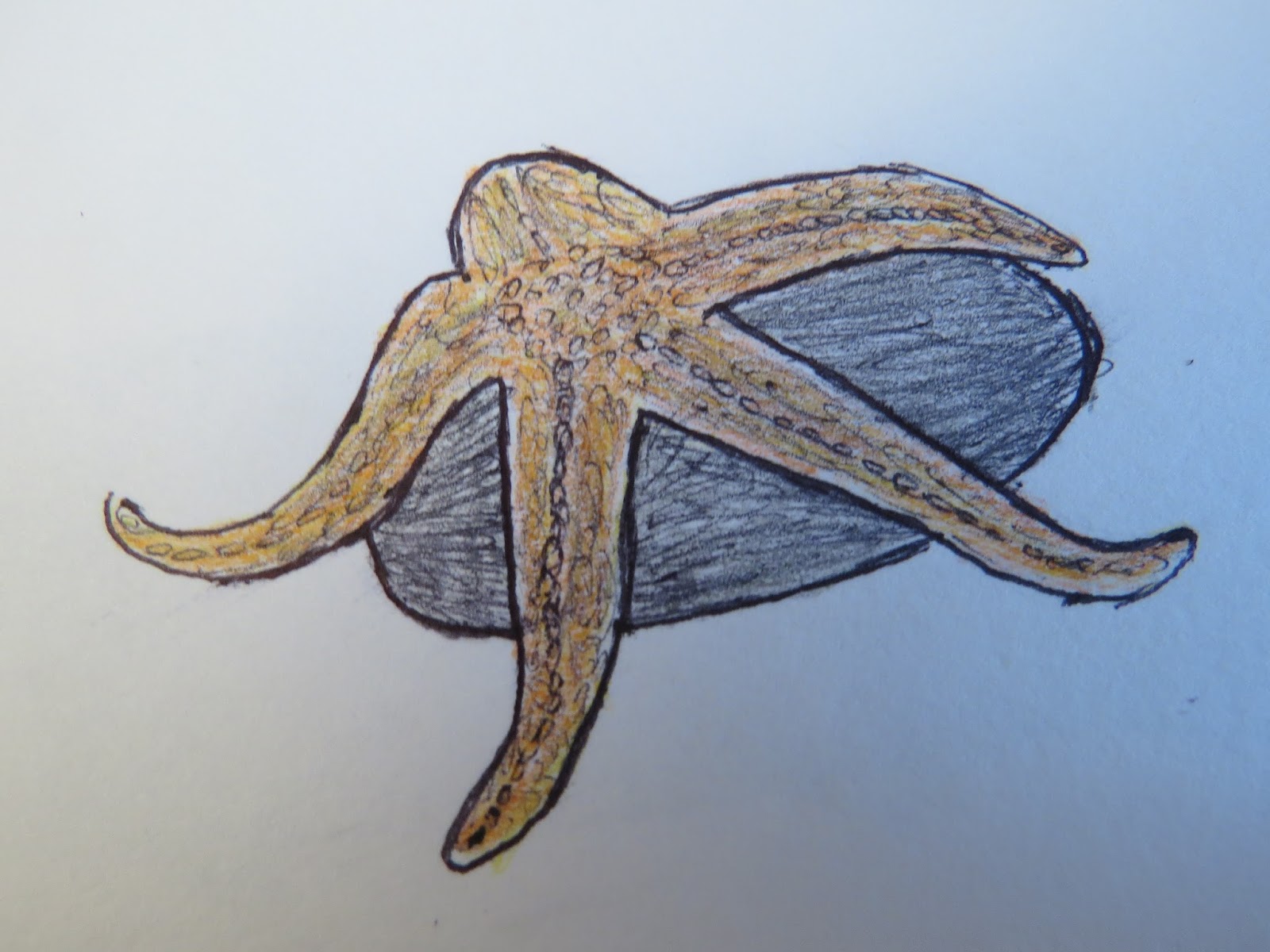 The Autistic Naturalist: How To Draw: Rockpool Special