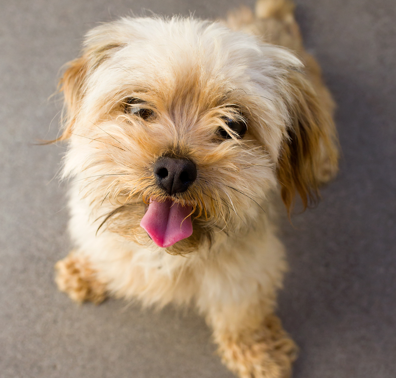 Shelter Dogs of Portland: "POCKET PET" darling scruffy 5 lb mix