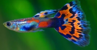 Ikan Guppy Atau Gapi; Klasifikasi, Morfologi, Habitat Dll - Melek Perikanan