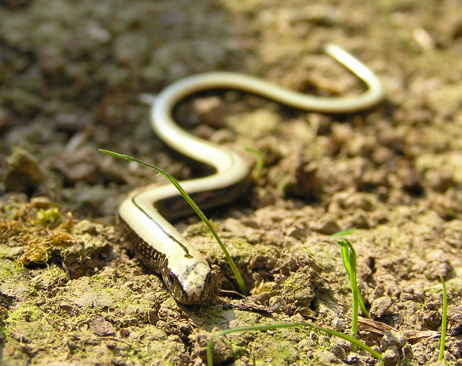 Species of UK: Week 12: Slow Worm (Anguis fragilis)