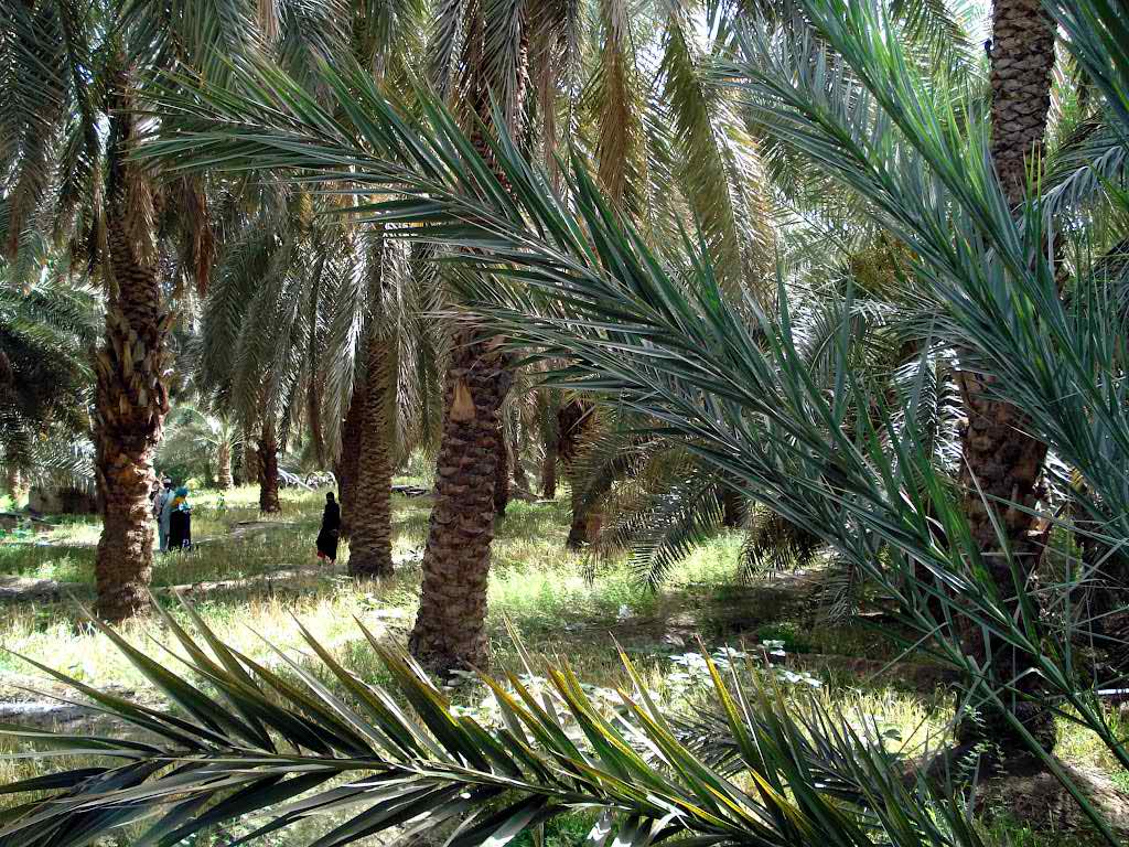 KHEJUR DATE FRUITS OF ARABIA: KHEJUR DATE FRUIT PHOTOS COLLECTION