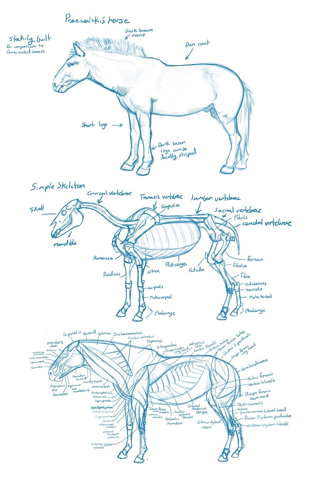 Raul Ramos Art: Creature Anatomy - Week 5