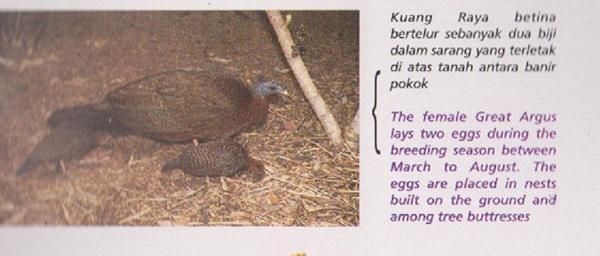 MINAT DUIT: Syiling Spesis Haiwan Terancam - Siri Kedua Burung Keluaran ...