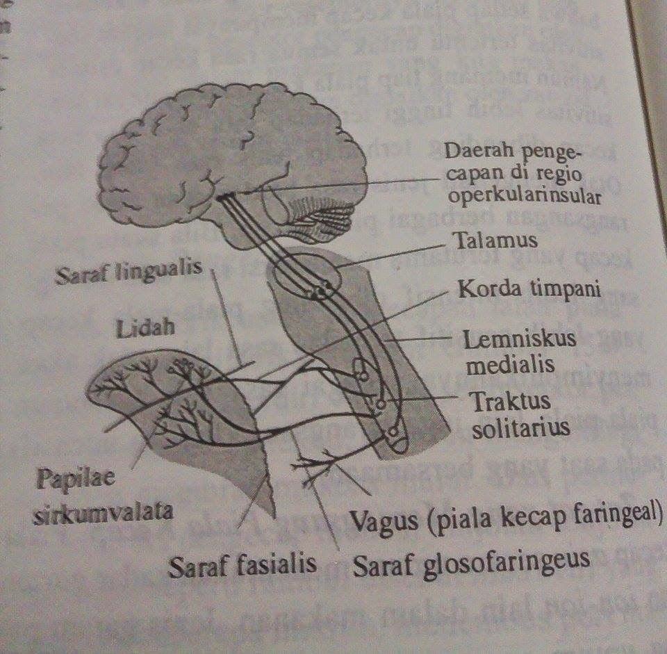 Mekanisme Sensorik dan Motorik pada Indera Pengecapan: Mekanisme ...