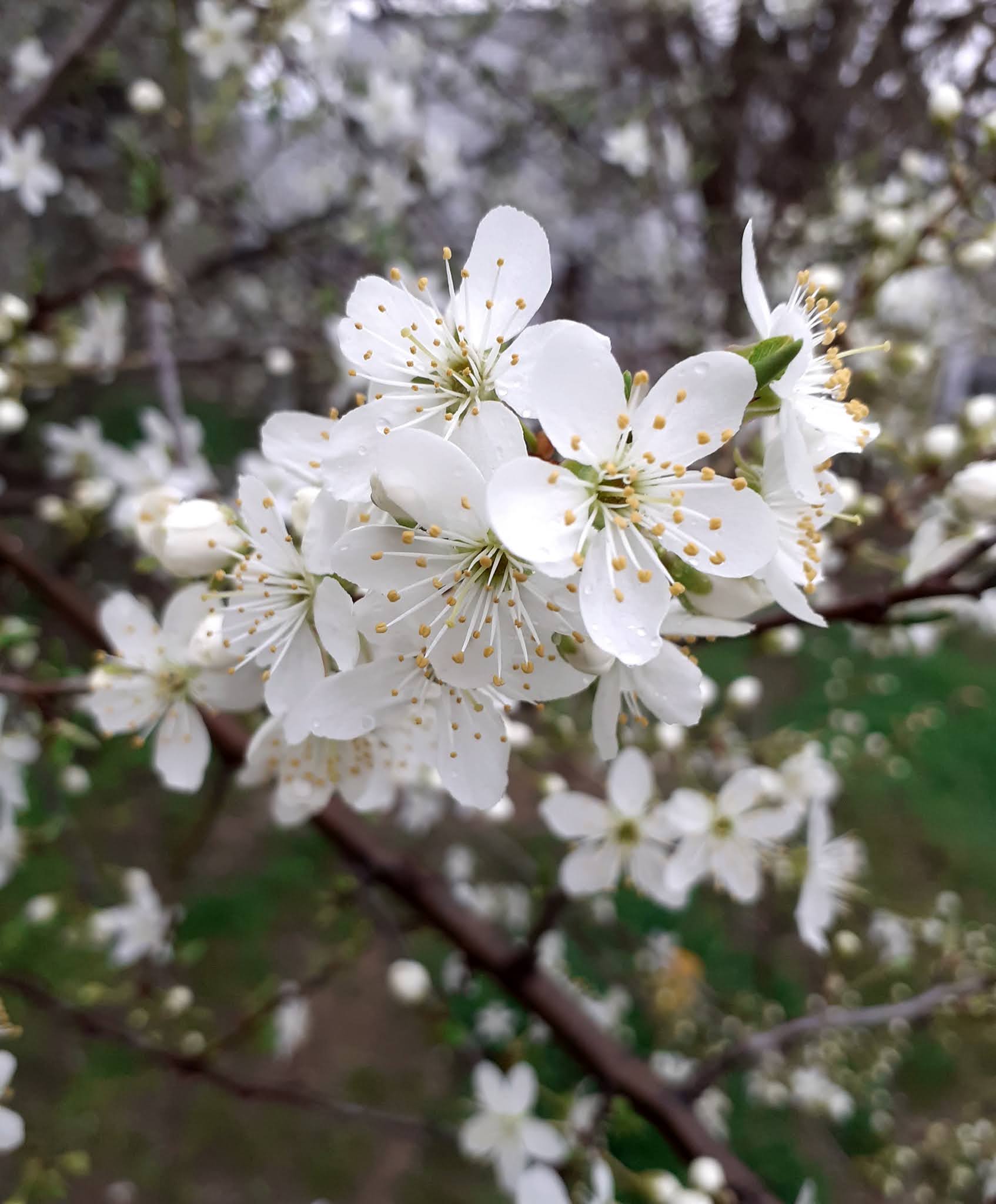 Primăvară - DETALII DEPIXELATE