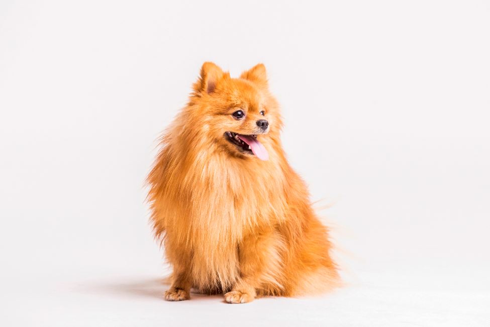 A List of The 10 Most Peaceful Dogs - Mécatronique