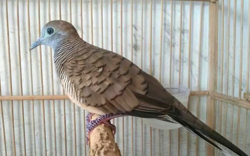 CARA MEMILIH BURUNG PERKUTUT DI OMBYOKAN