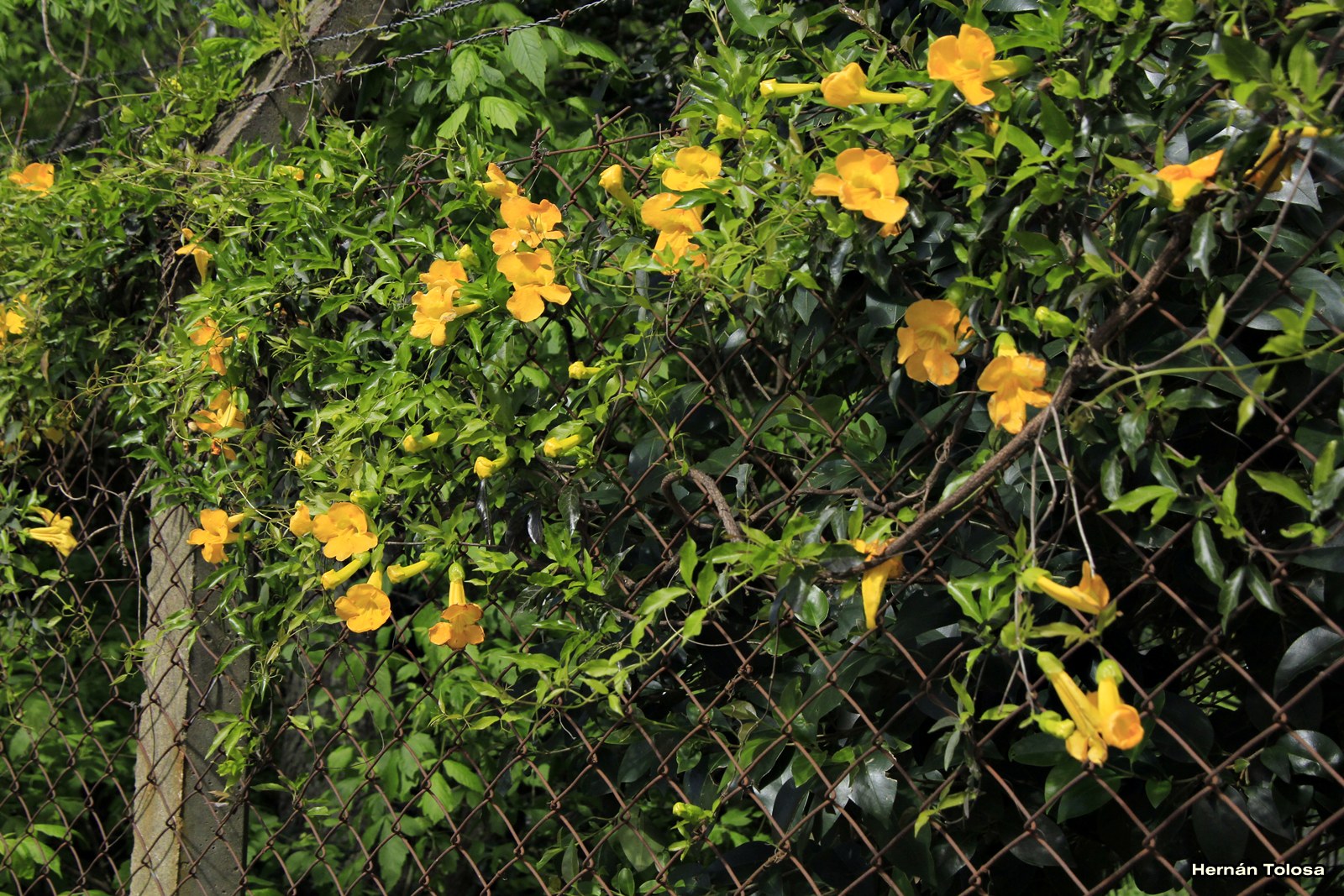 Flora Bonaerense: Uña de gato (Macfadyena unguis-cati)