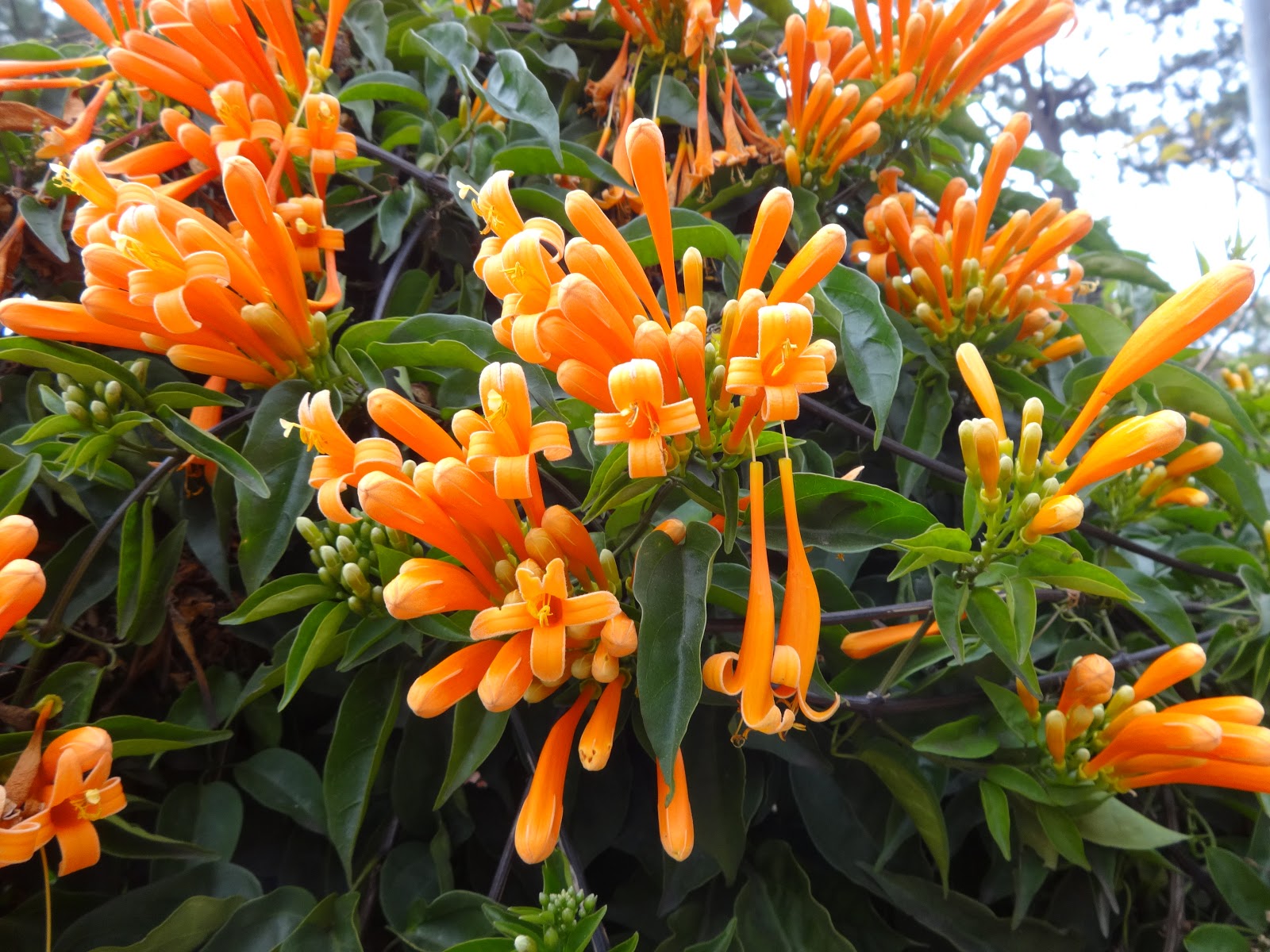Herbs from Distant Lands: Pyrostegia venusta - Flame Flower, Golden ...