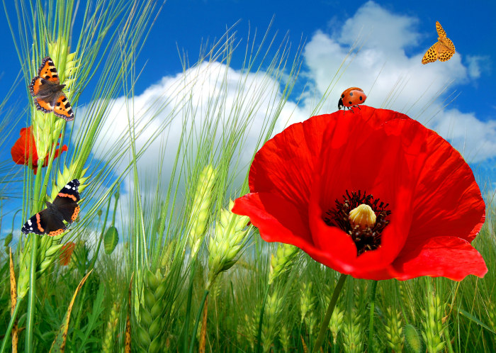 Natura in culorile florilor si fluturilor: Macii