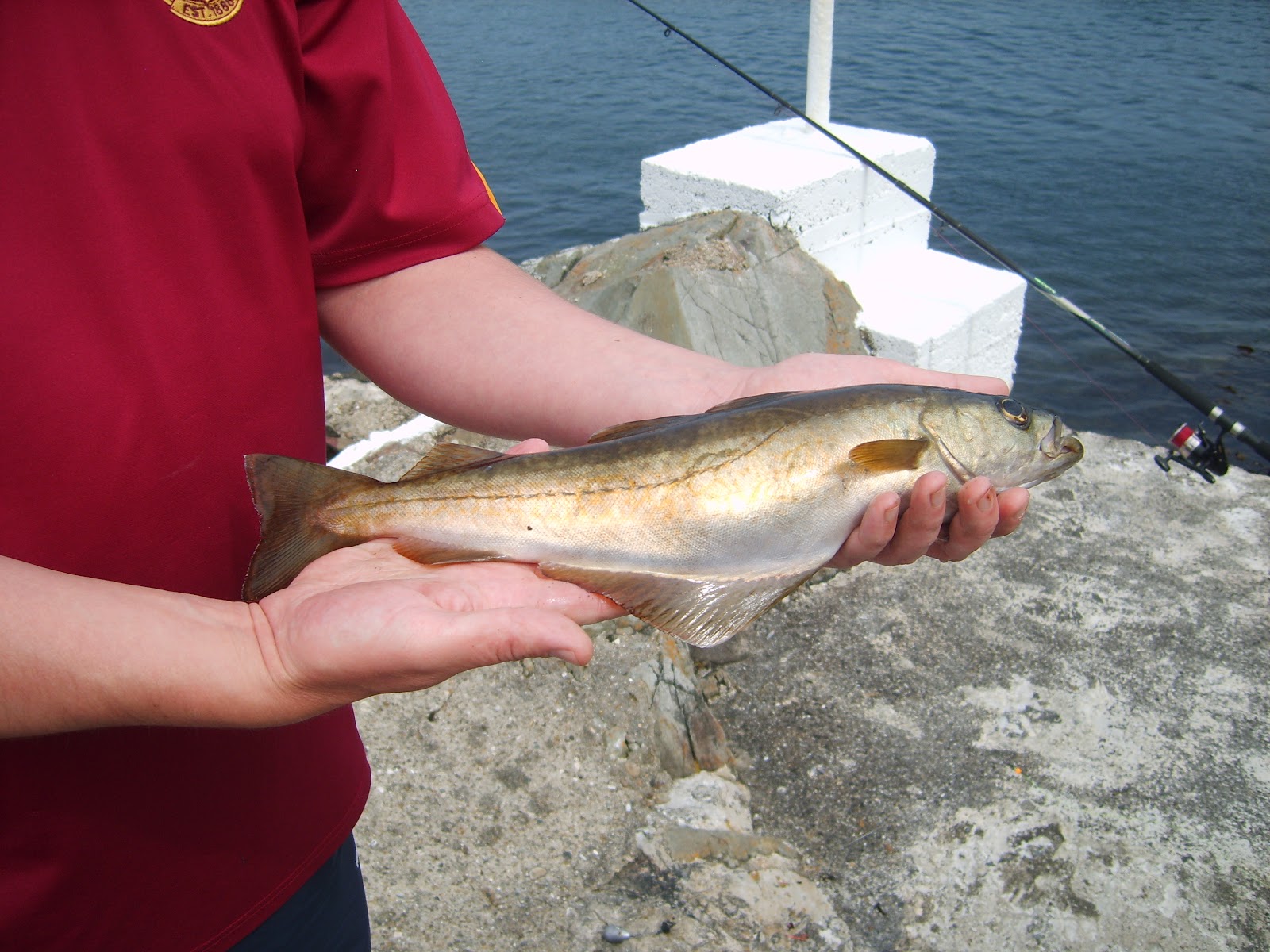 A Guide to Sea Fishing the West of Scotland and Cooking your Catch ...
