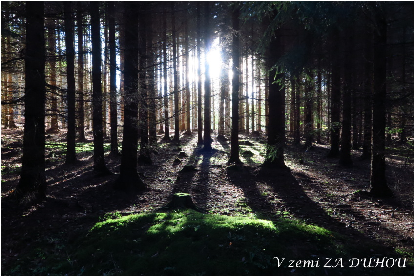 V zemi ZA DUHOU...: Poetika v lese... aneb mech všude, kam se podíváš