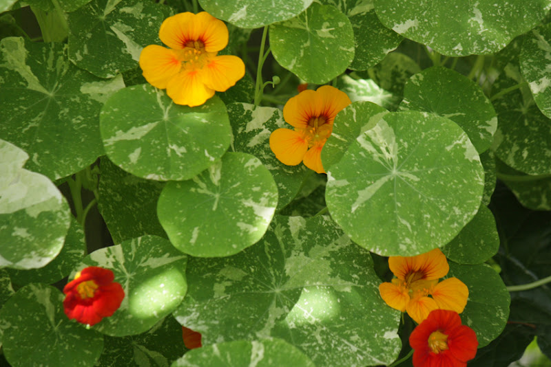 Dragoljub, začinsko bilje (Salata sa dragoljubom) - So i biber blog