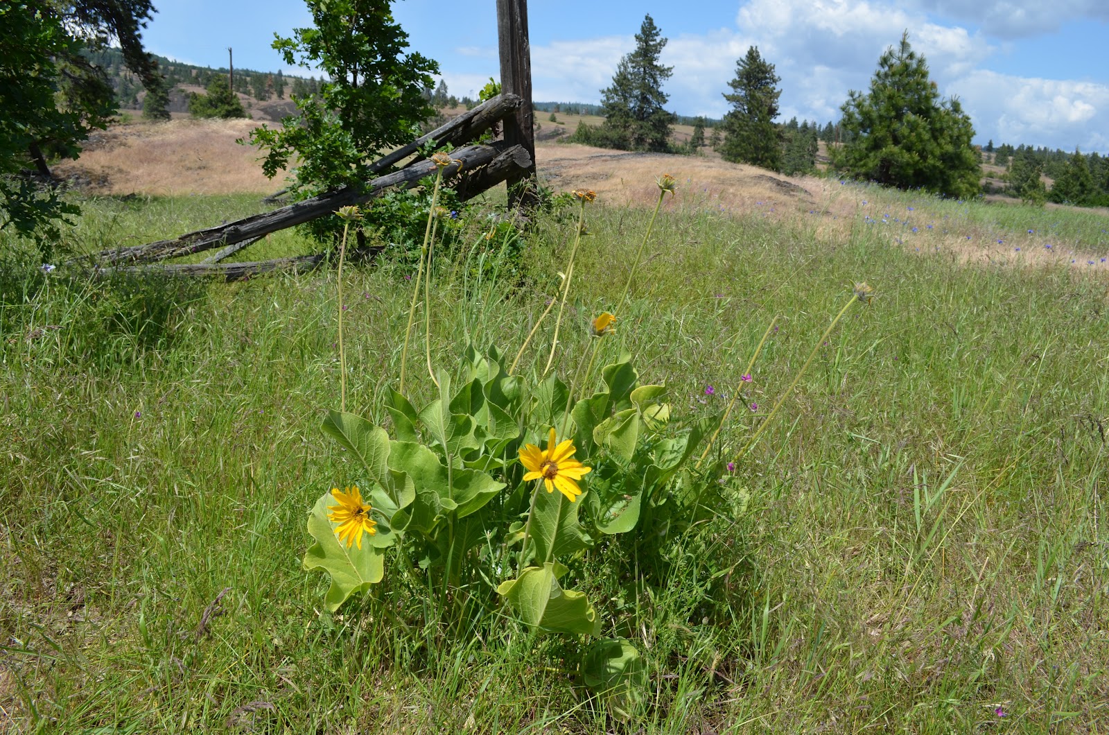 Field Study: Balsam Root and Saskatoon, SBA Sketchbook