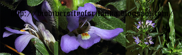 Biodiversity of Sri Lanka: ක‍ටු ඉකිරි/නීරමුල්ලිය [Katu-ikiri ...