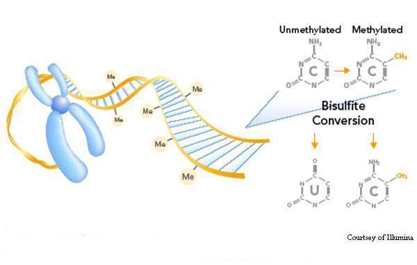 Bulsulfite DNA Sequencing Determines Base Methylation in Epigenetics ...