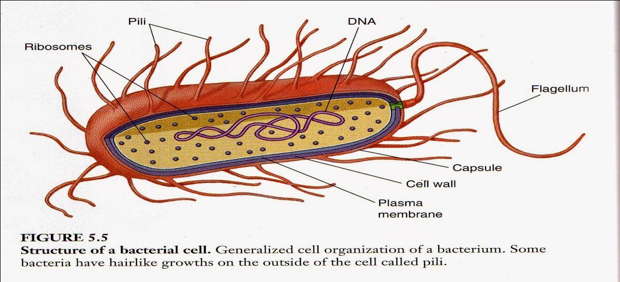 Sel Eukariotik dan Prokariotik ~ Scientists Biology