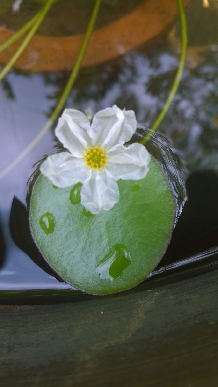 ONE OF THE LITTLE WHITE FLOWER 'KUMUDU'