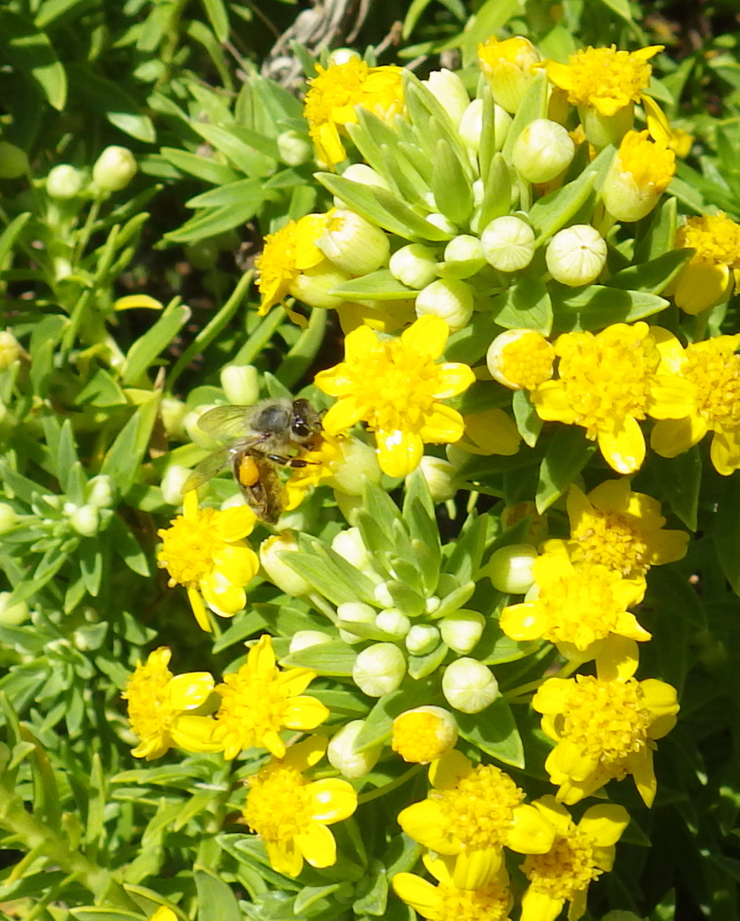 Victory Gardens for Bees: Frogs and Bees at the UBC Botanical Garden