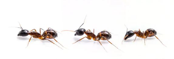 Why Ants go in a Line ~ TELUGU WORLD