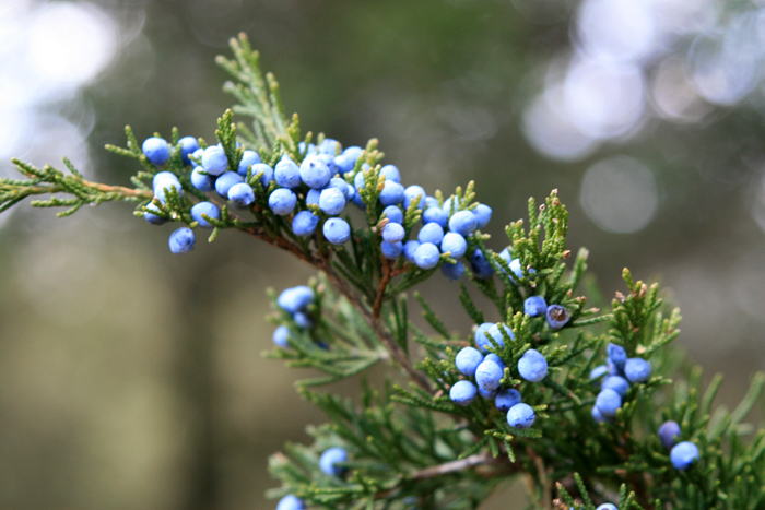 Journeys: A Cold Weather Hike at Green Lane Reservoir
