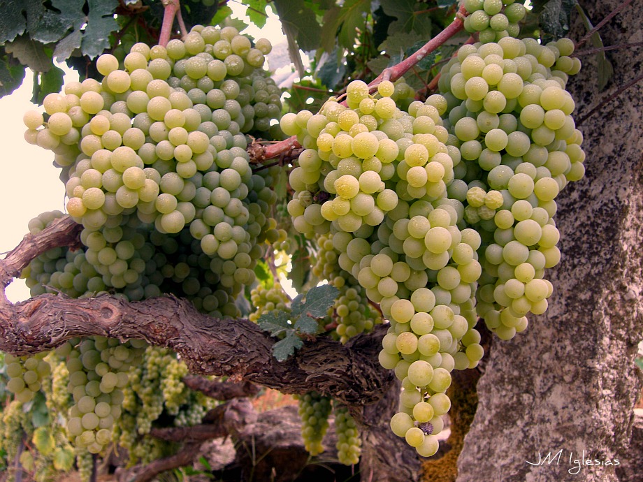 jmir: Beade y el vino del Ribeiro