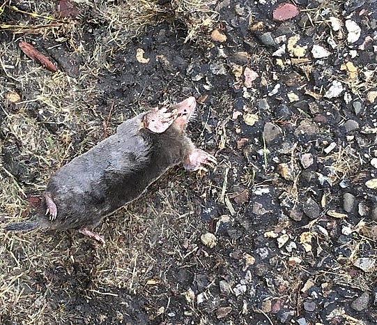 Sneuper: Talpa europaea