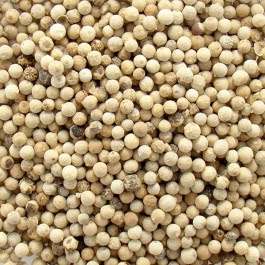 FARMAKOGNOSI : Fructus (buah): PIPERIS ALBI FRUCTUS