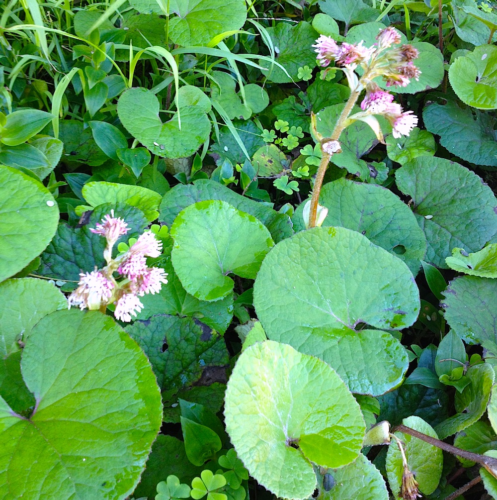 Theobrominated: Wednesday wildflower: winter heliotrope
