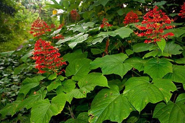 Kembang Pagoda (Clerodendrum Paniculatum) - Tanaman Hias Lanskap
