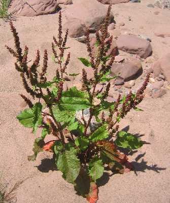 Variety of Life: Rumex