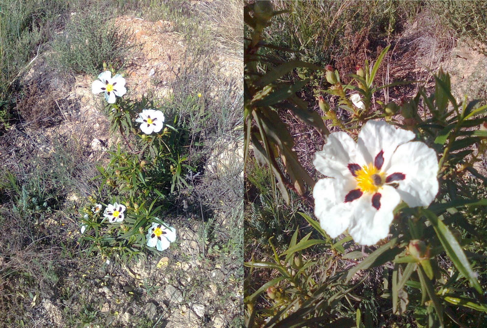 VIÑA LAGARITA: LA JARA PRINGOSA