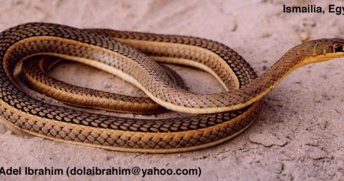 Reptiles and Amphibians: Serpiente arenosa rayada (Psammophis sibilans)