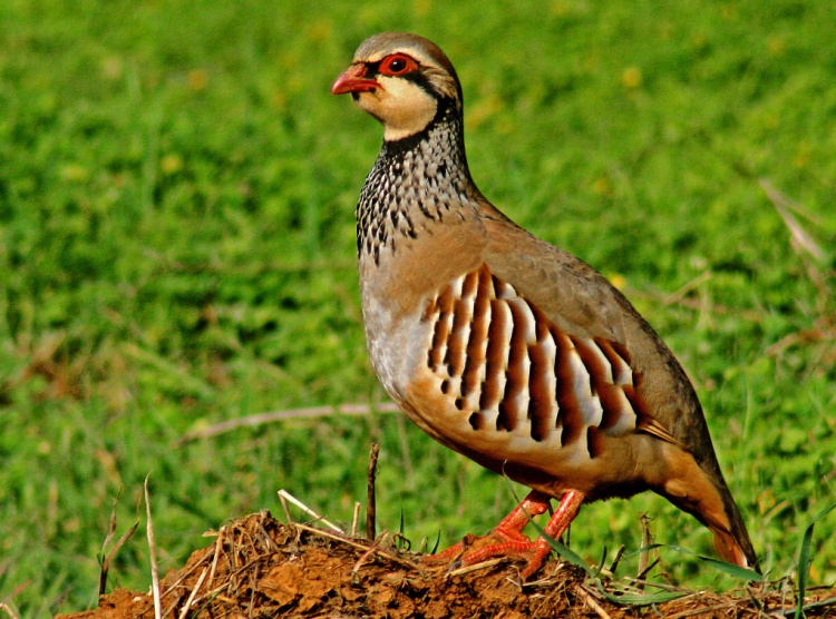 PERDIZ CÔA: Biologia Perdiz